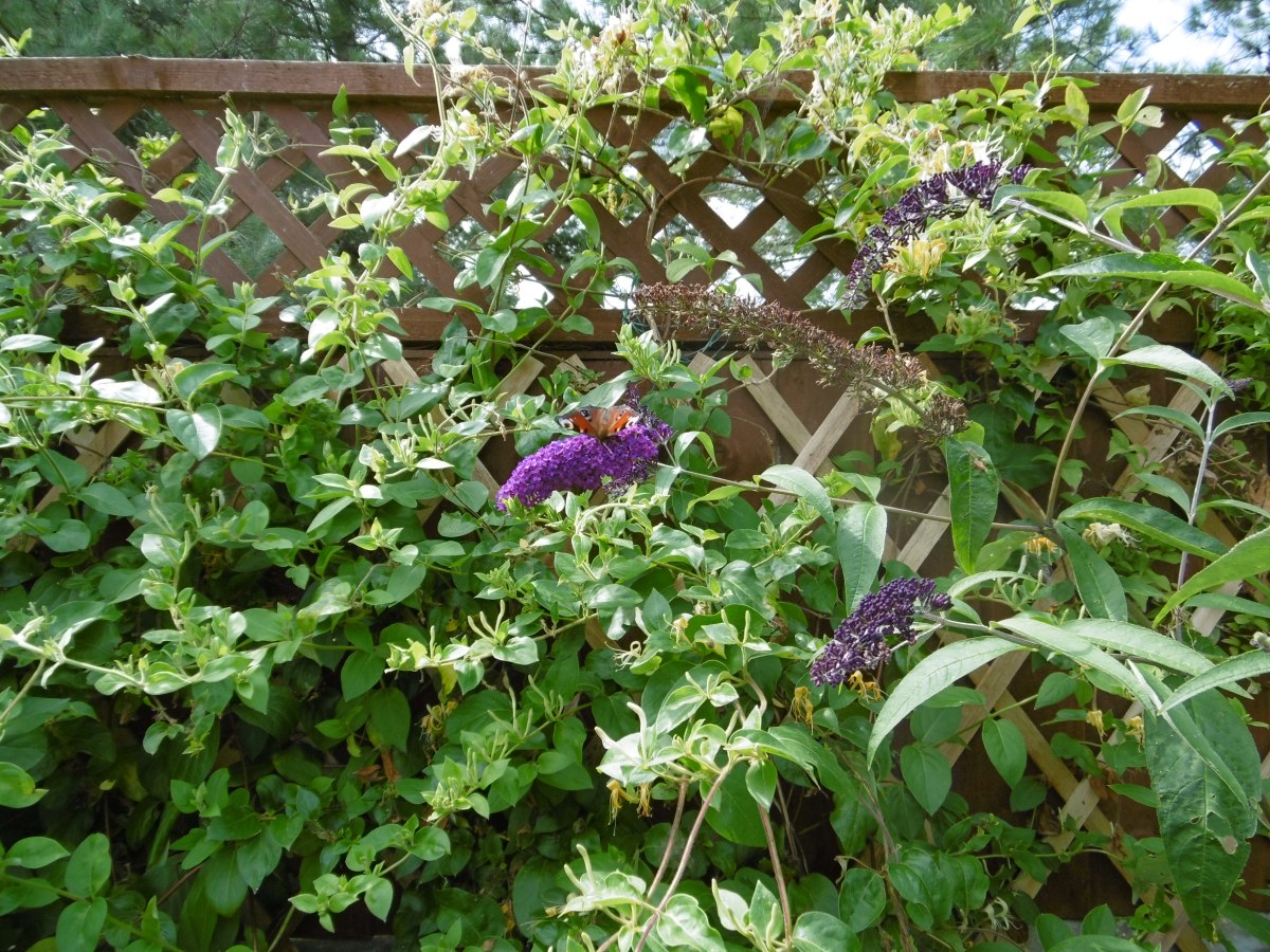 The poet-tramp-novelist and the dragonfly | MEMOIRS OF A HUSK